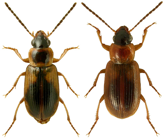 Acupalpus parvulus | UK Beetle Recording